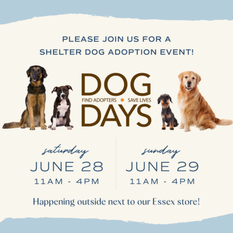 Dog Days Adoption Event - Experience Essex, CT