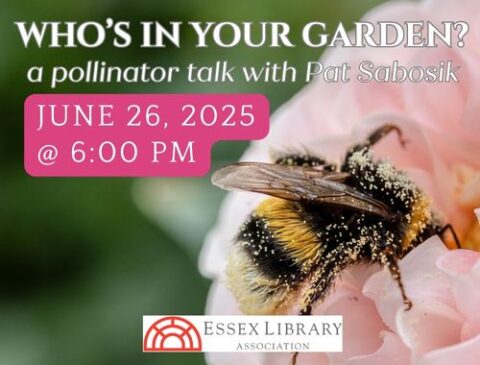 Essex Library: Who's In Your Pollinator Garden? - Experience Essex, CT